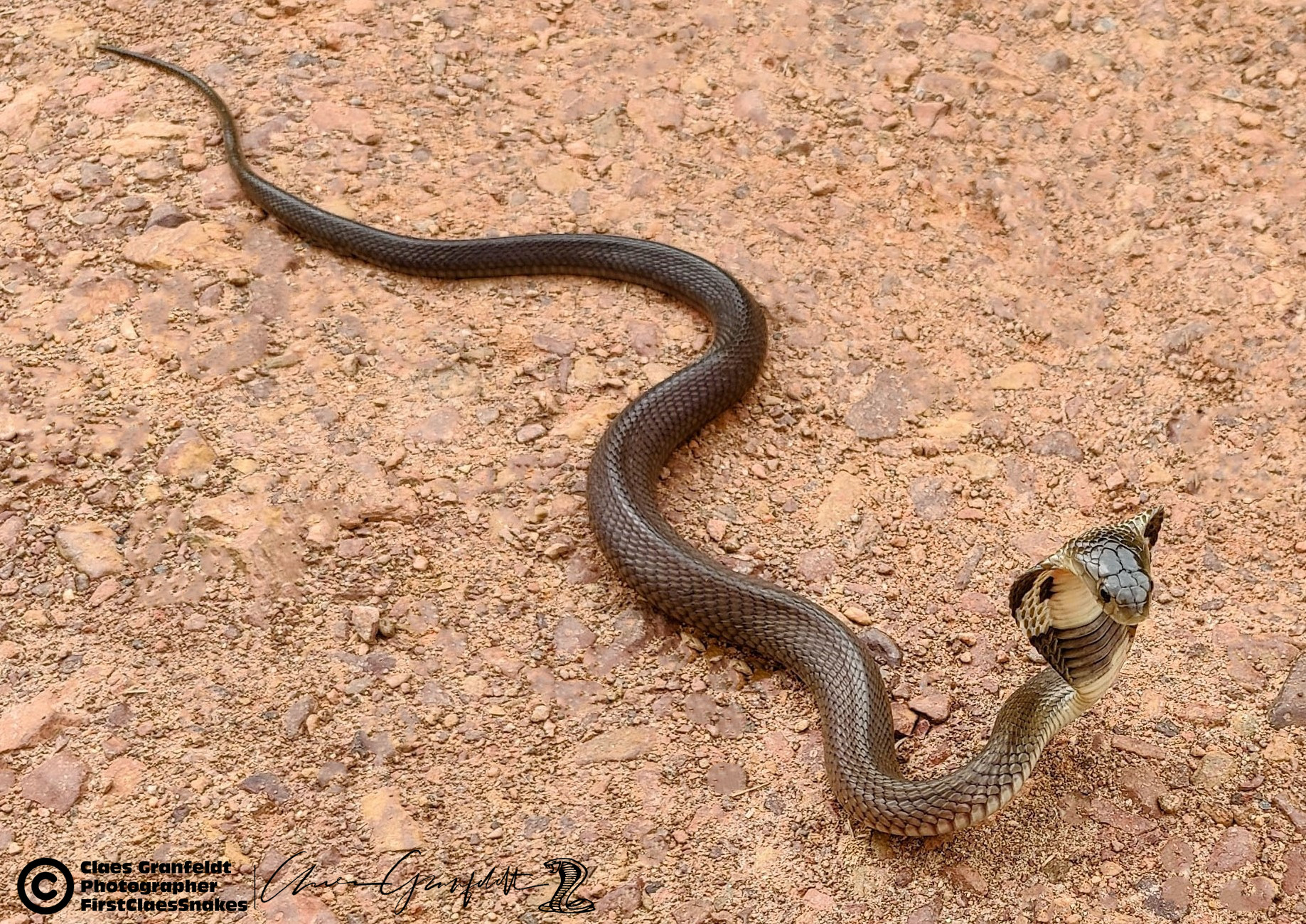 Snakes in Thailand :: FirstClaesSnakes