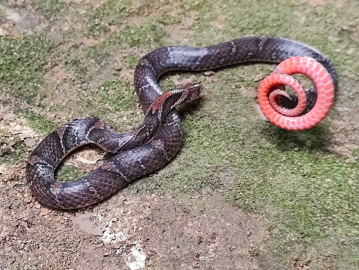 Snakes in Thailand :: FirstClaesSnakes