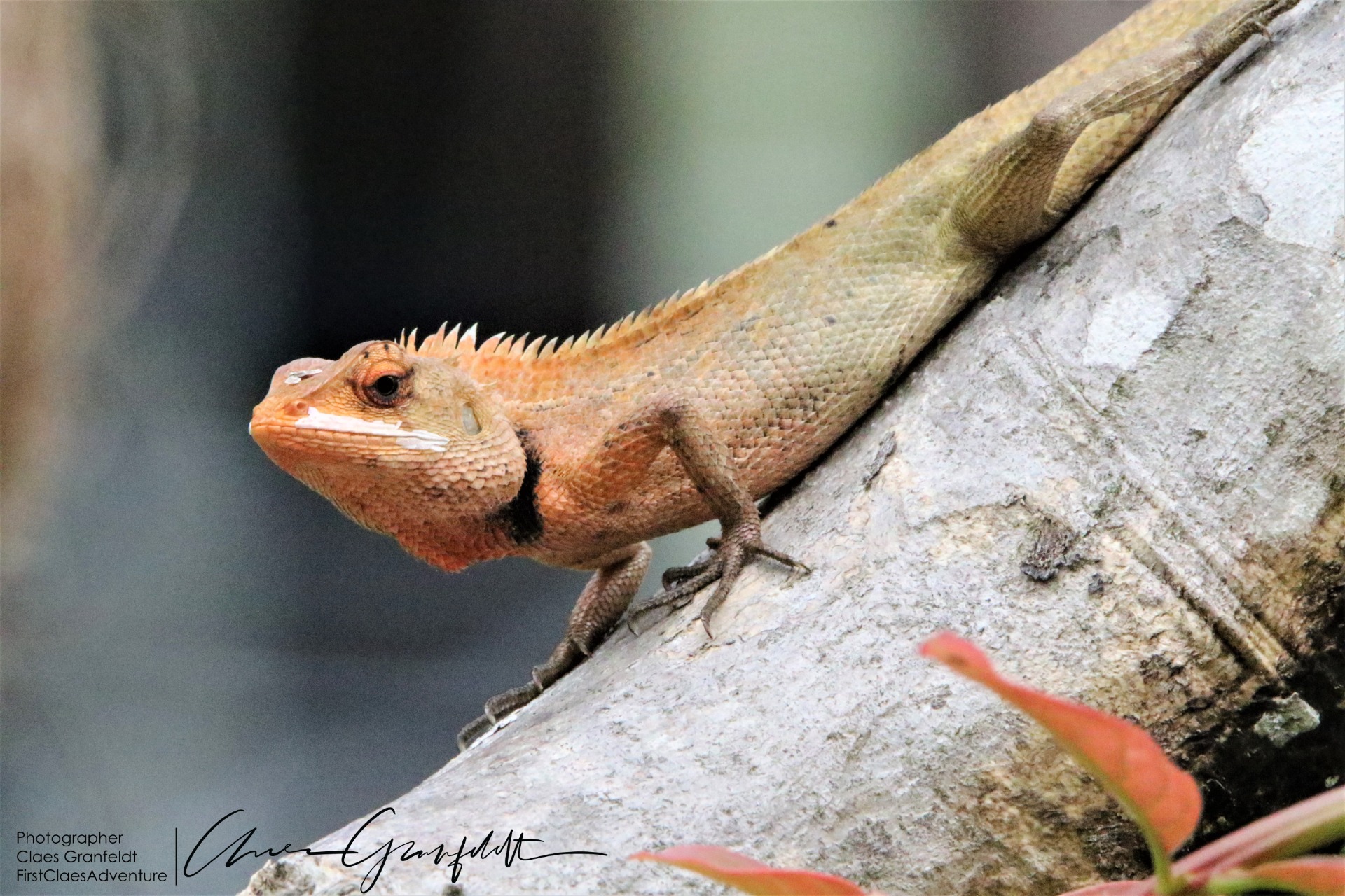 Other Reptiles :: FirstClaesSnakes