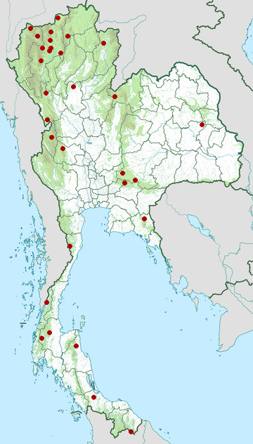 Collared Reed Snake :: FirstClaesSnakes