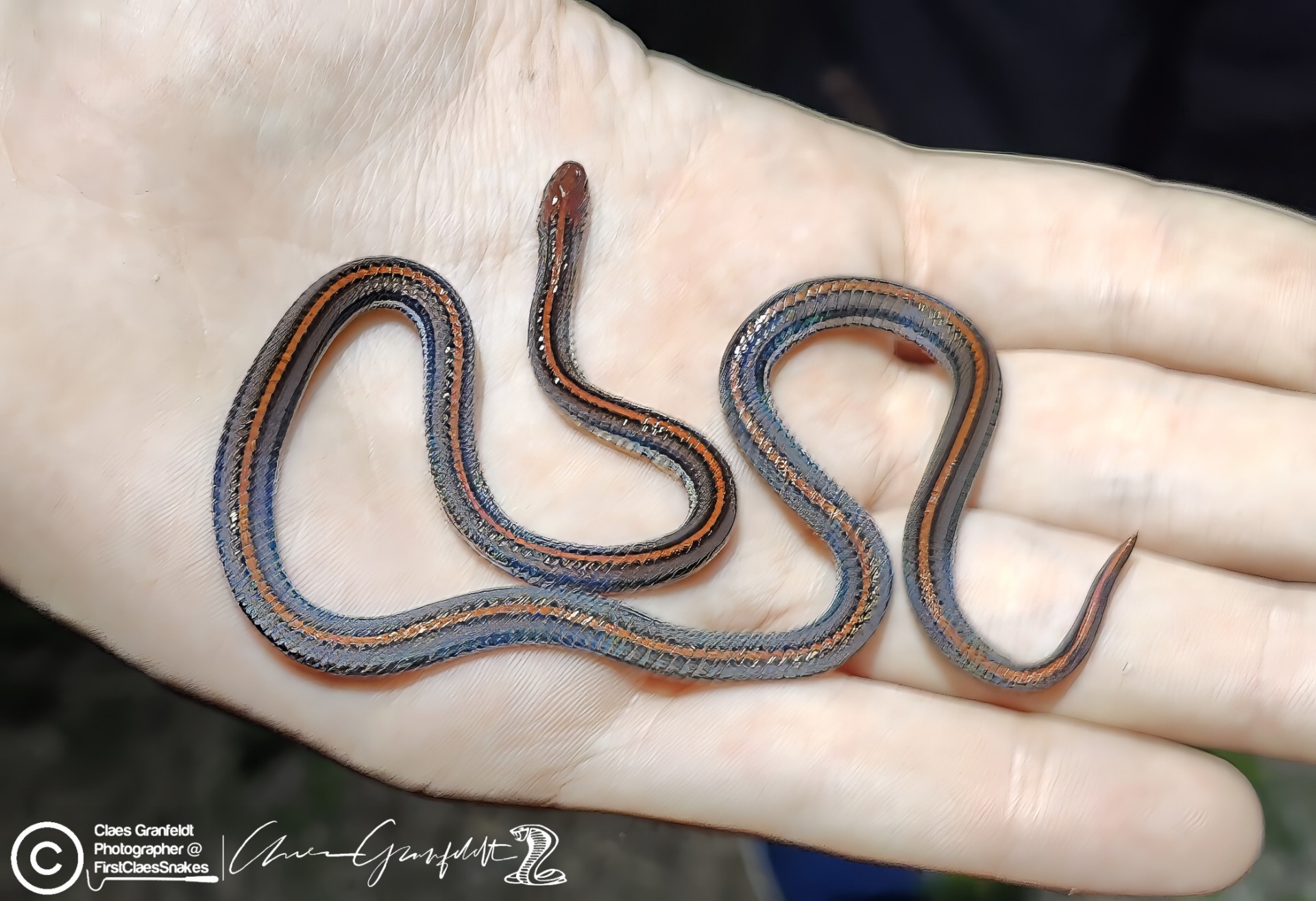 Malaysian Banded Coral Snake :: FirstClaesSnakes