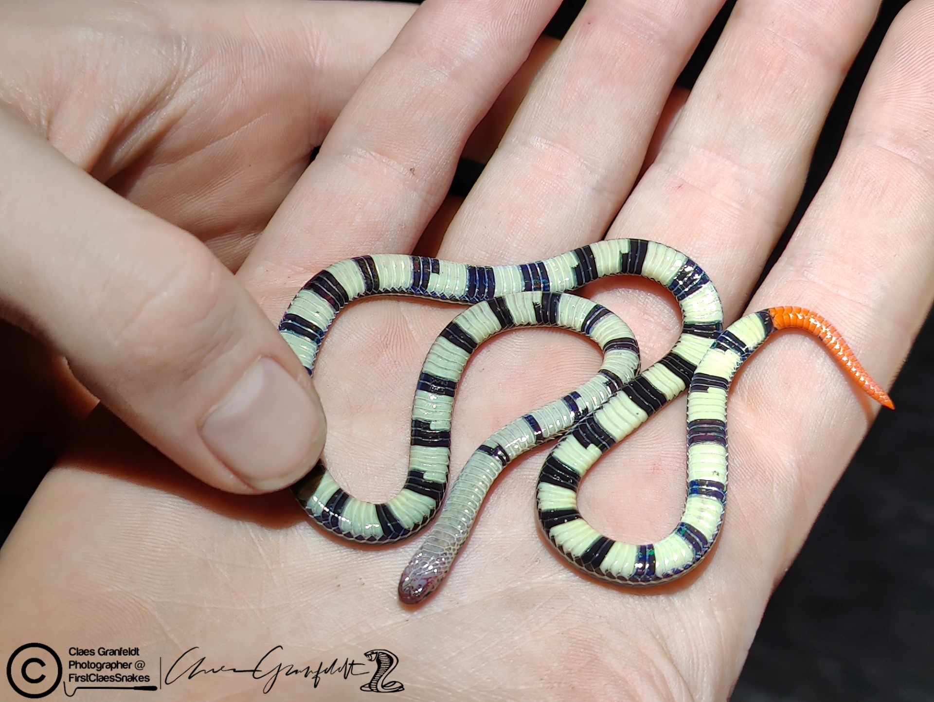 Malaysian Banded Coral Snake :: FirstClaesSnakes