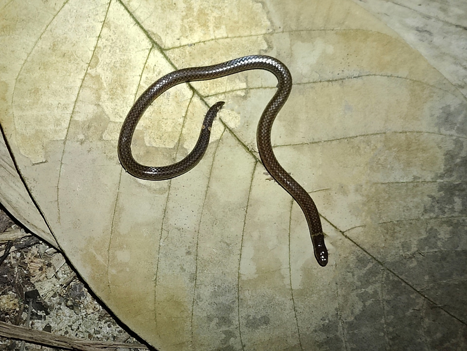 Dwarf Reed Snake :: FirstClaesSnakes