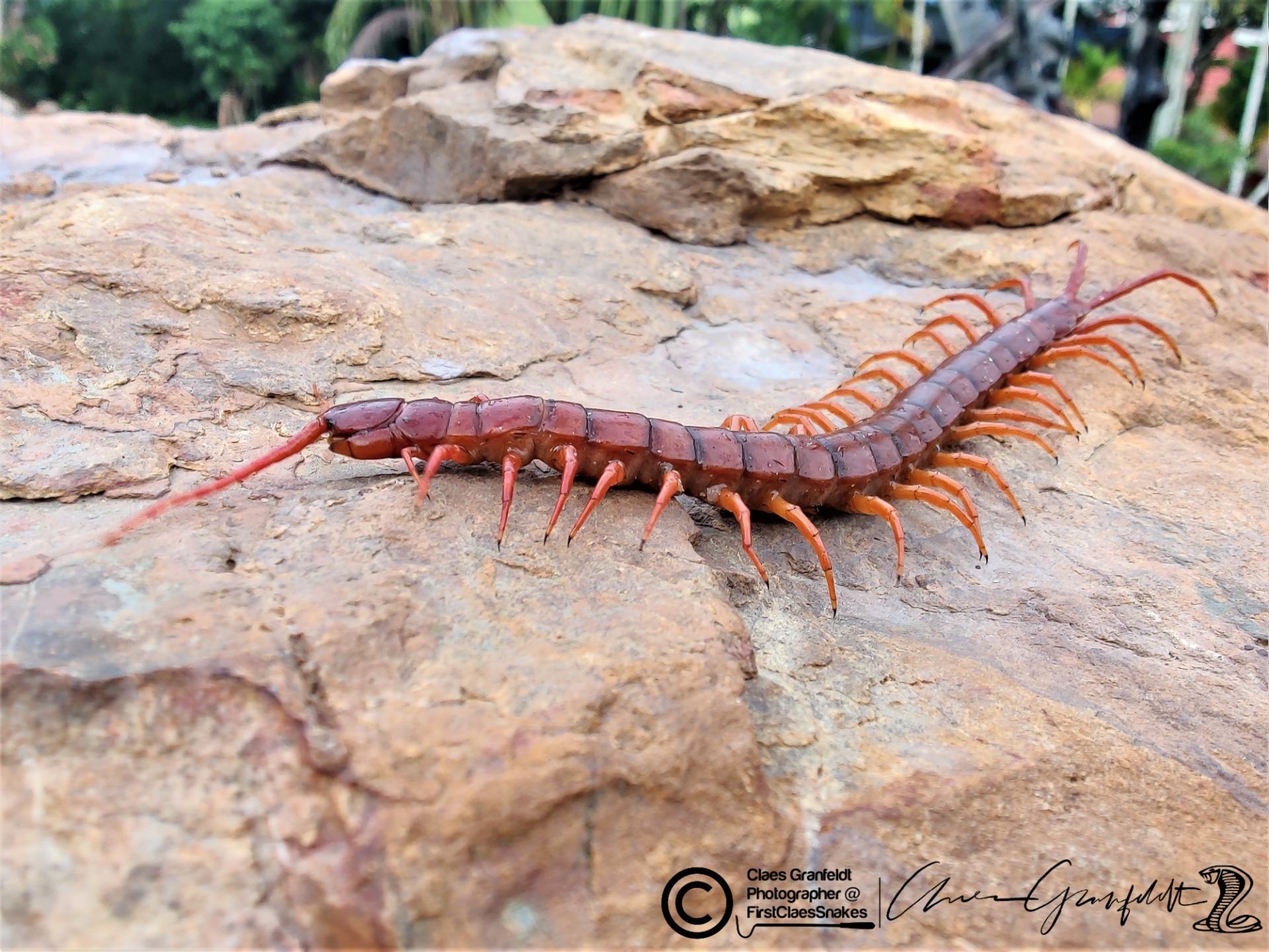 Centipedes :: FirstClaesSnakes