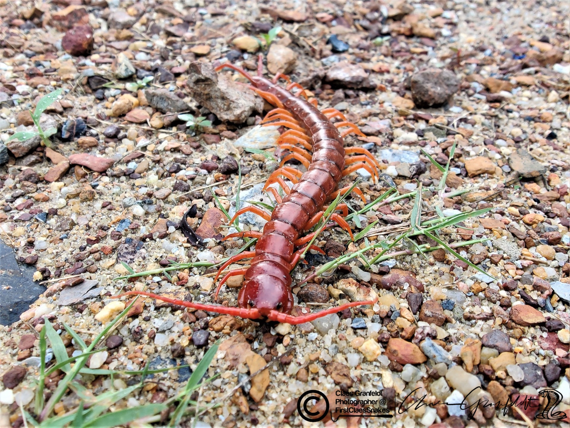 Centipedes :: FirstClaesSnakes