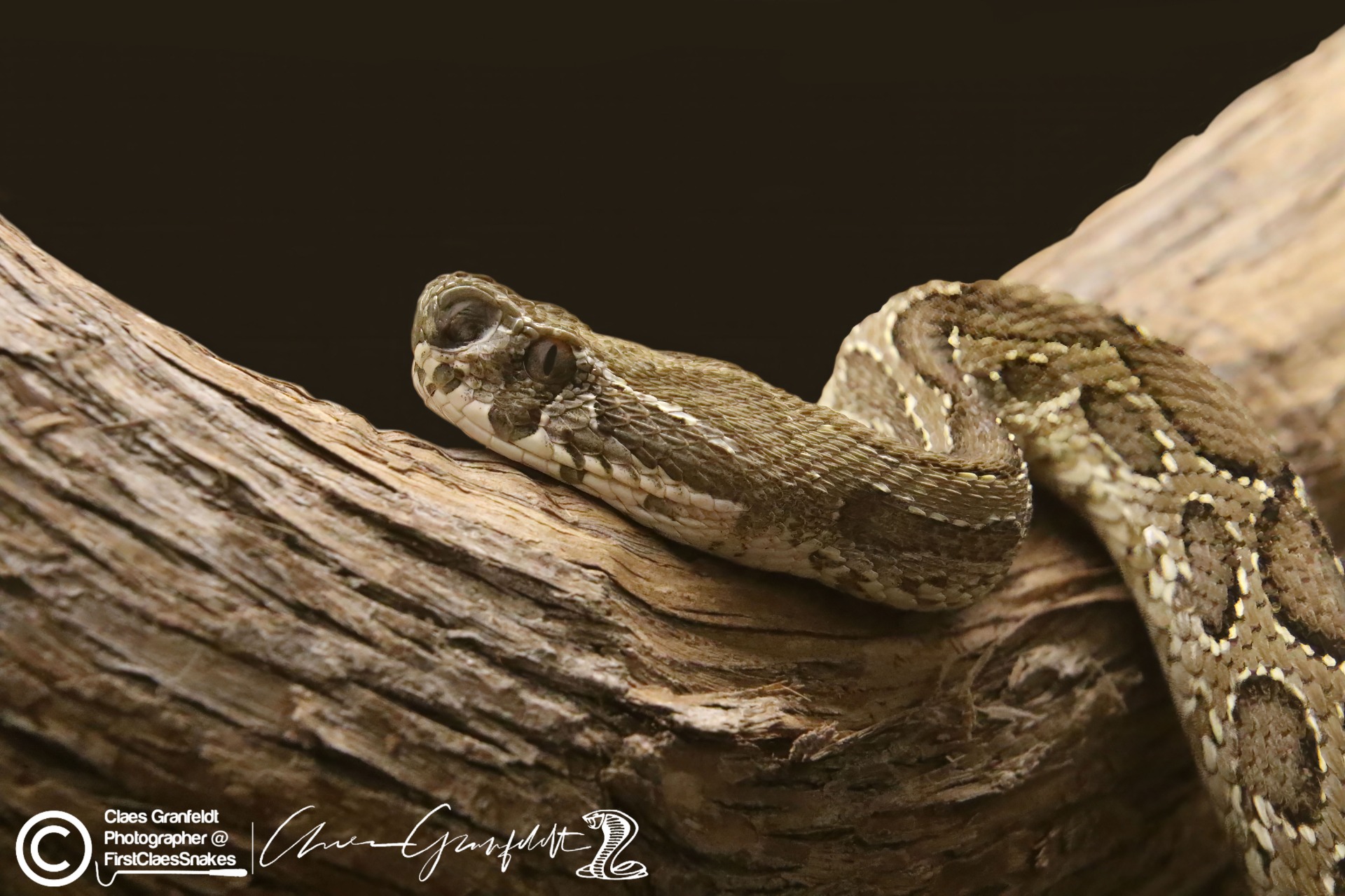 Other Snakes :: FirstClaesSnakes