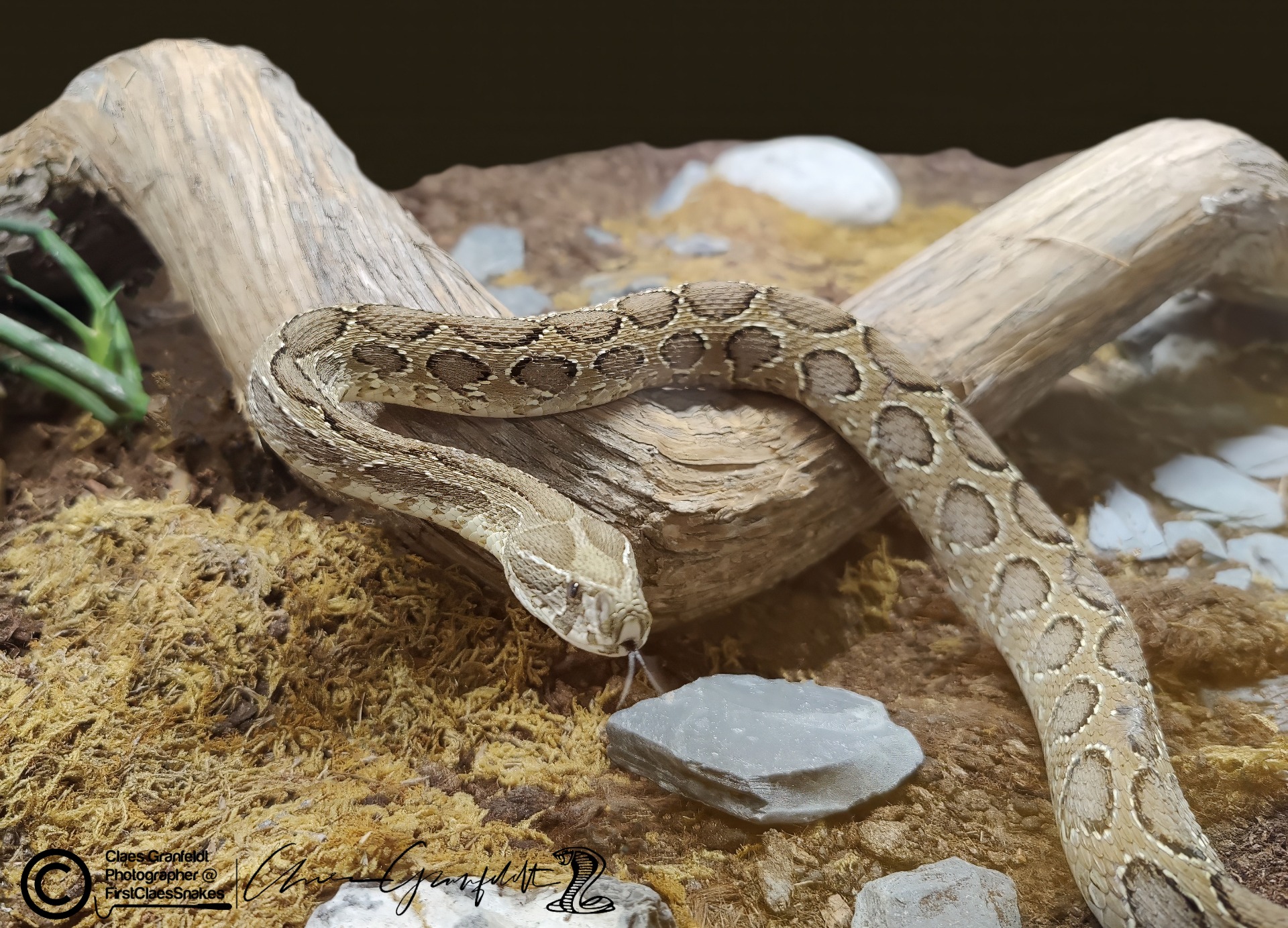 Other Snakes :: FirstClaesSnakes