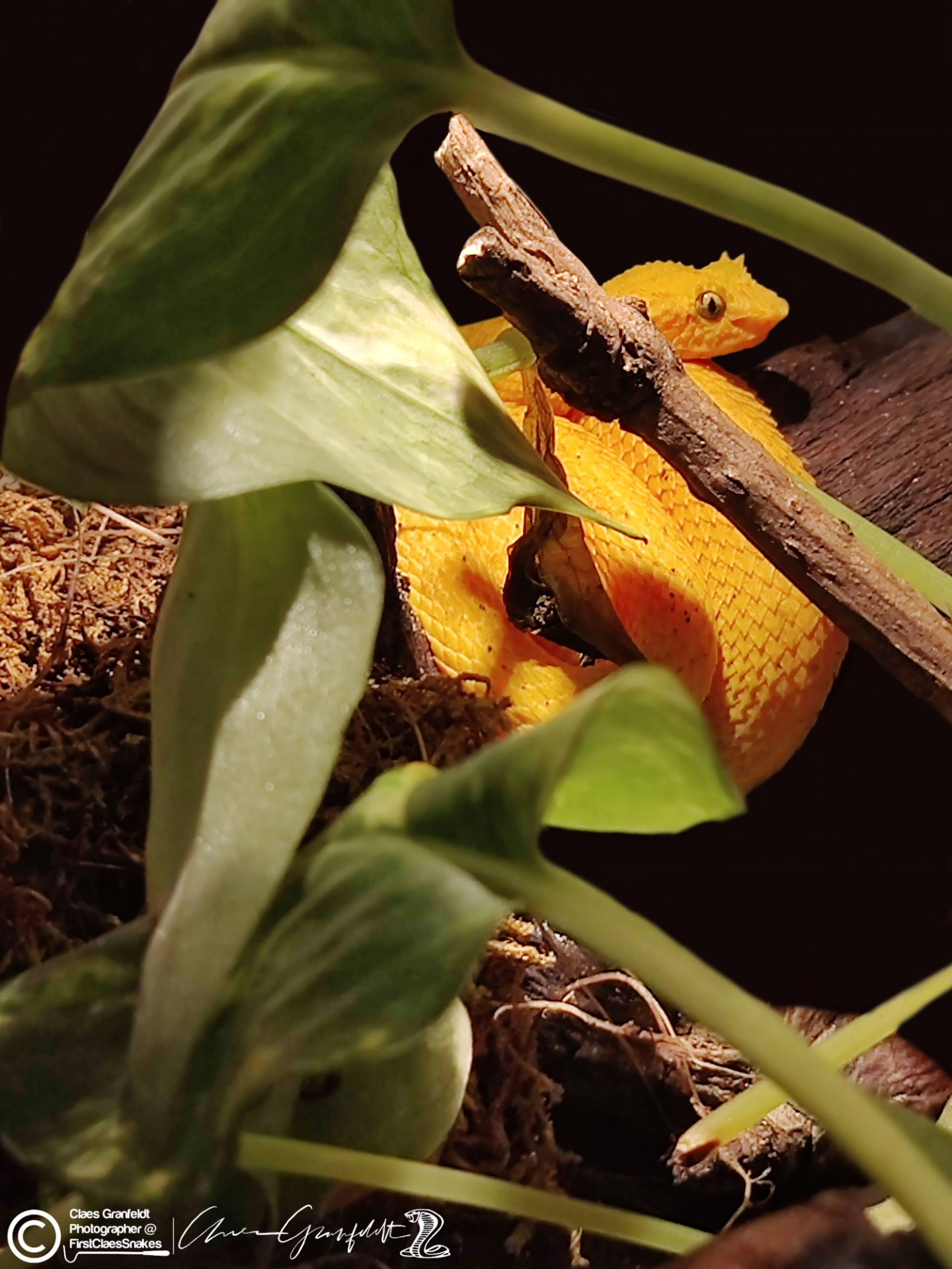 Other Snakes :: FirstClaesSnakes