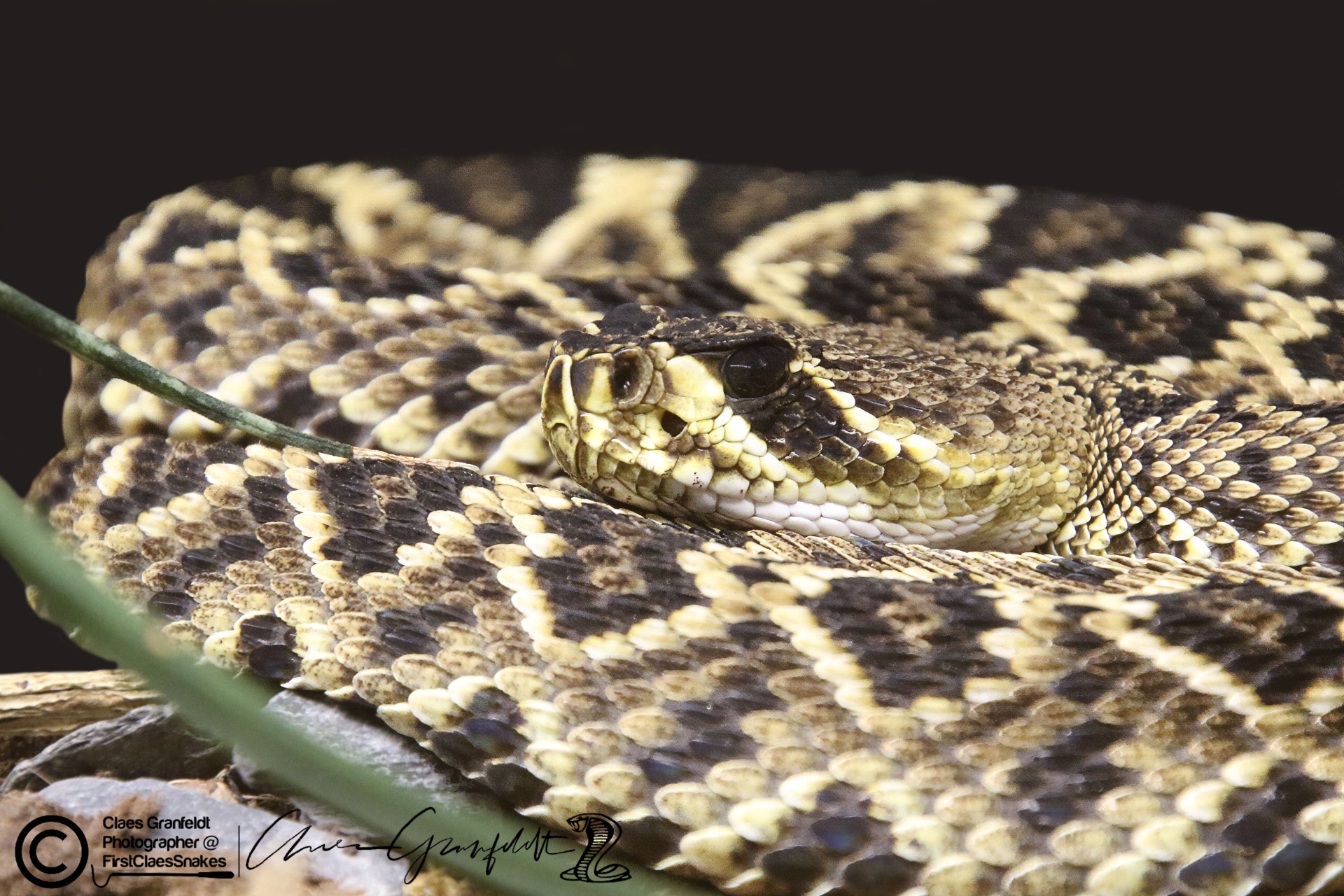 Other Snakes :: FirstClaesSnakes