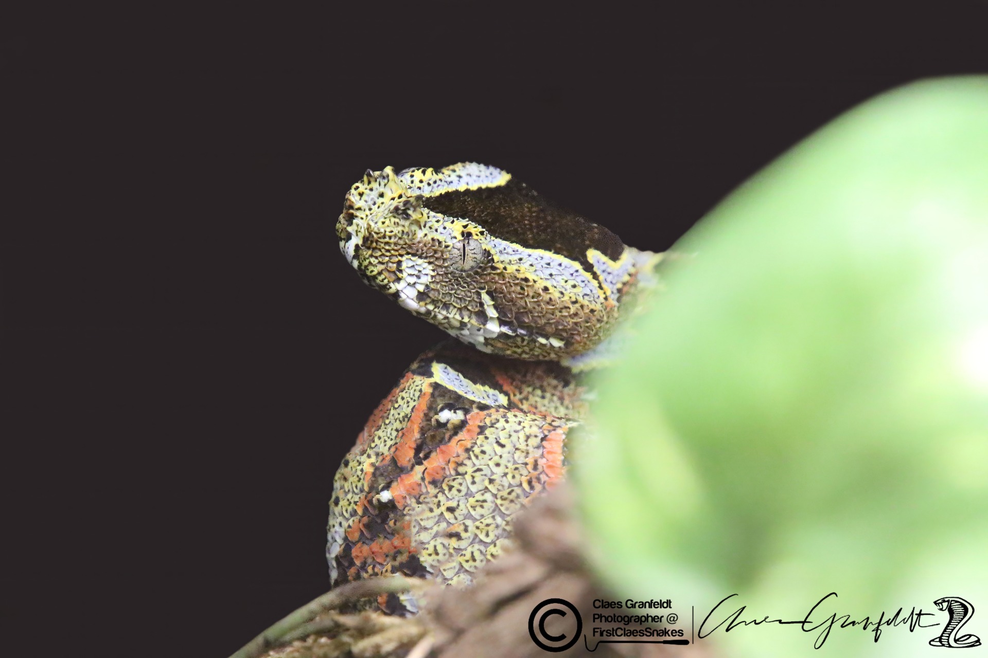 Other Snakes :: FirstClaesSnakes