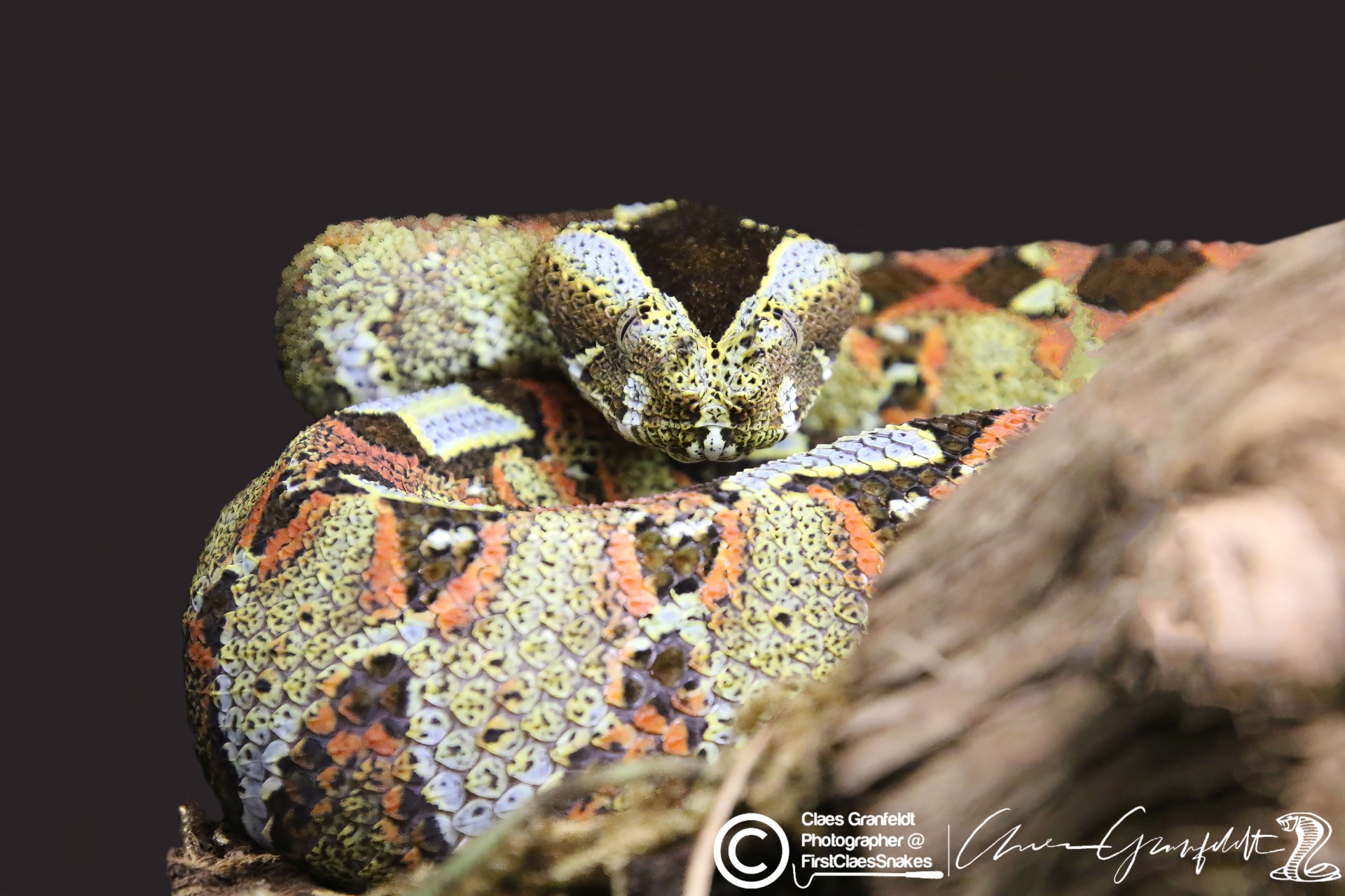 Other Snakes :: FirstClaesSnakes