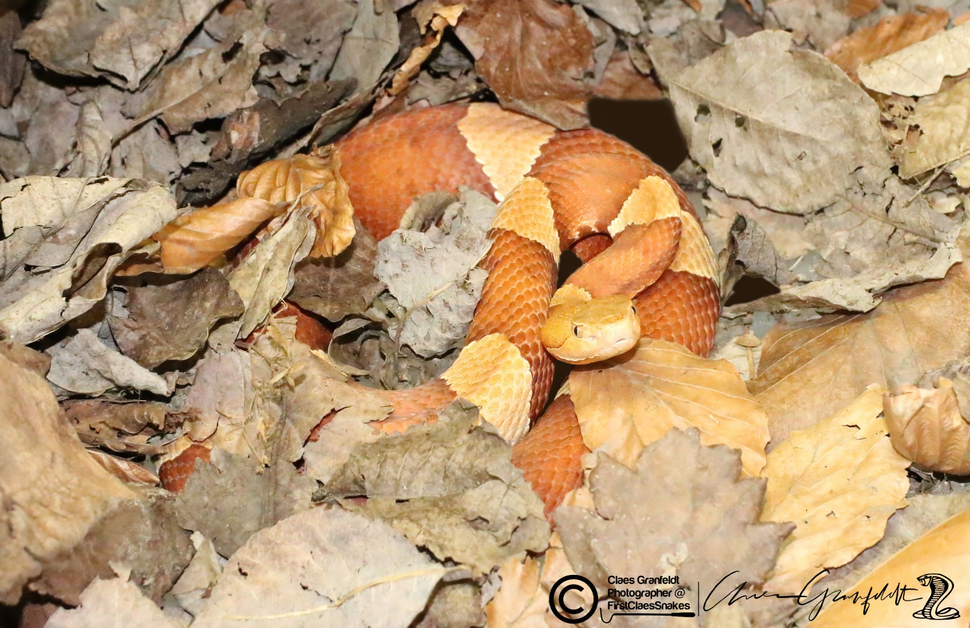 Other Snakes :: FirstClaesSnakes