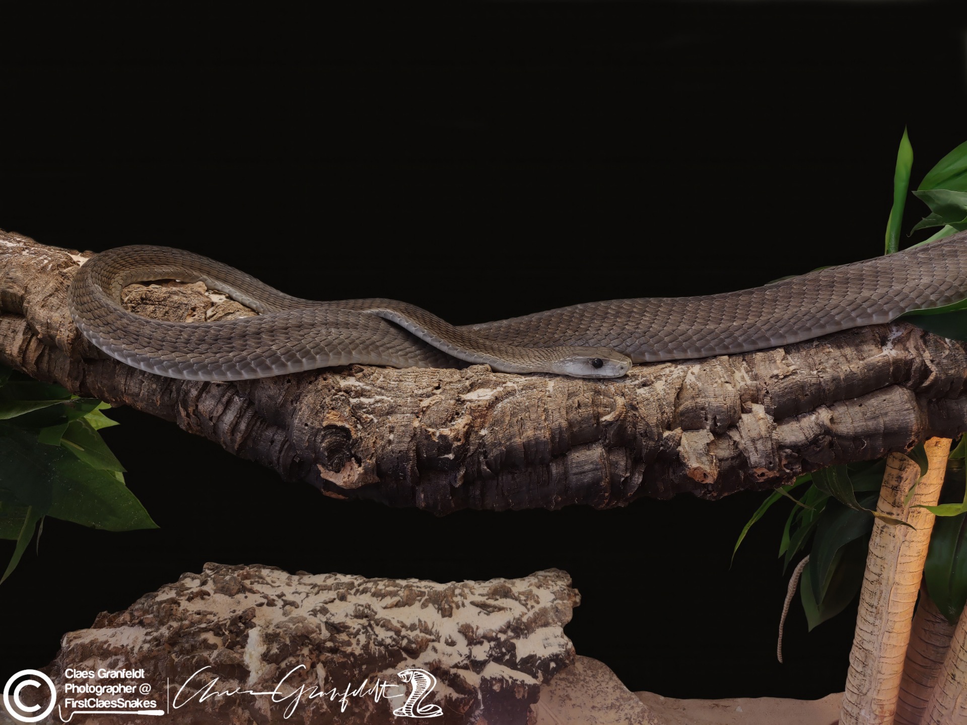 Other Snakes :: FirstClaesSnakes