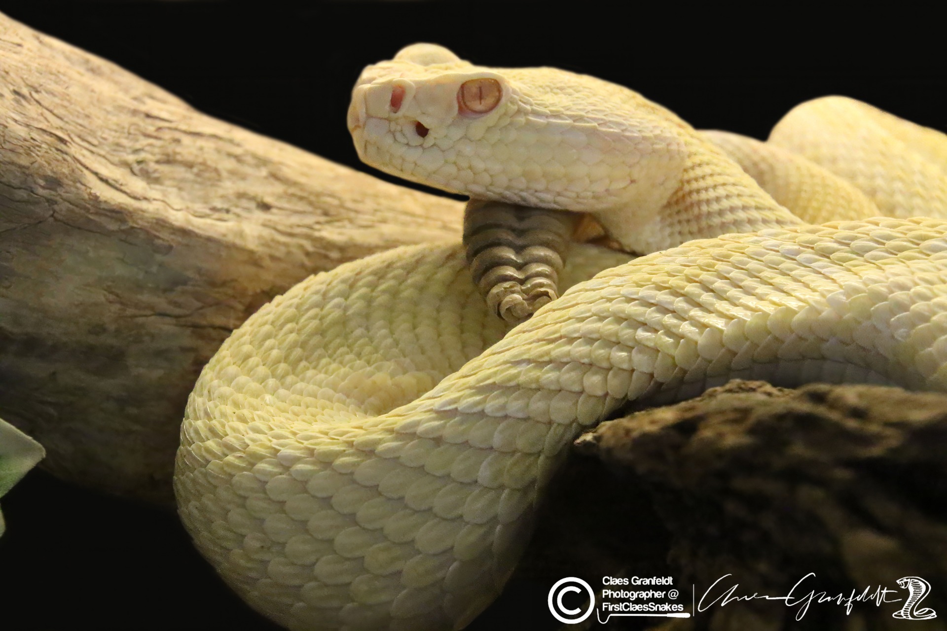 Other Snakes :: FirstClaesSnakes