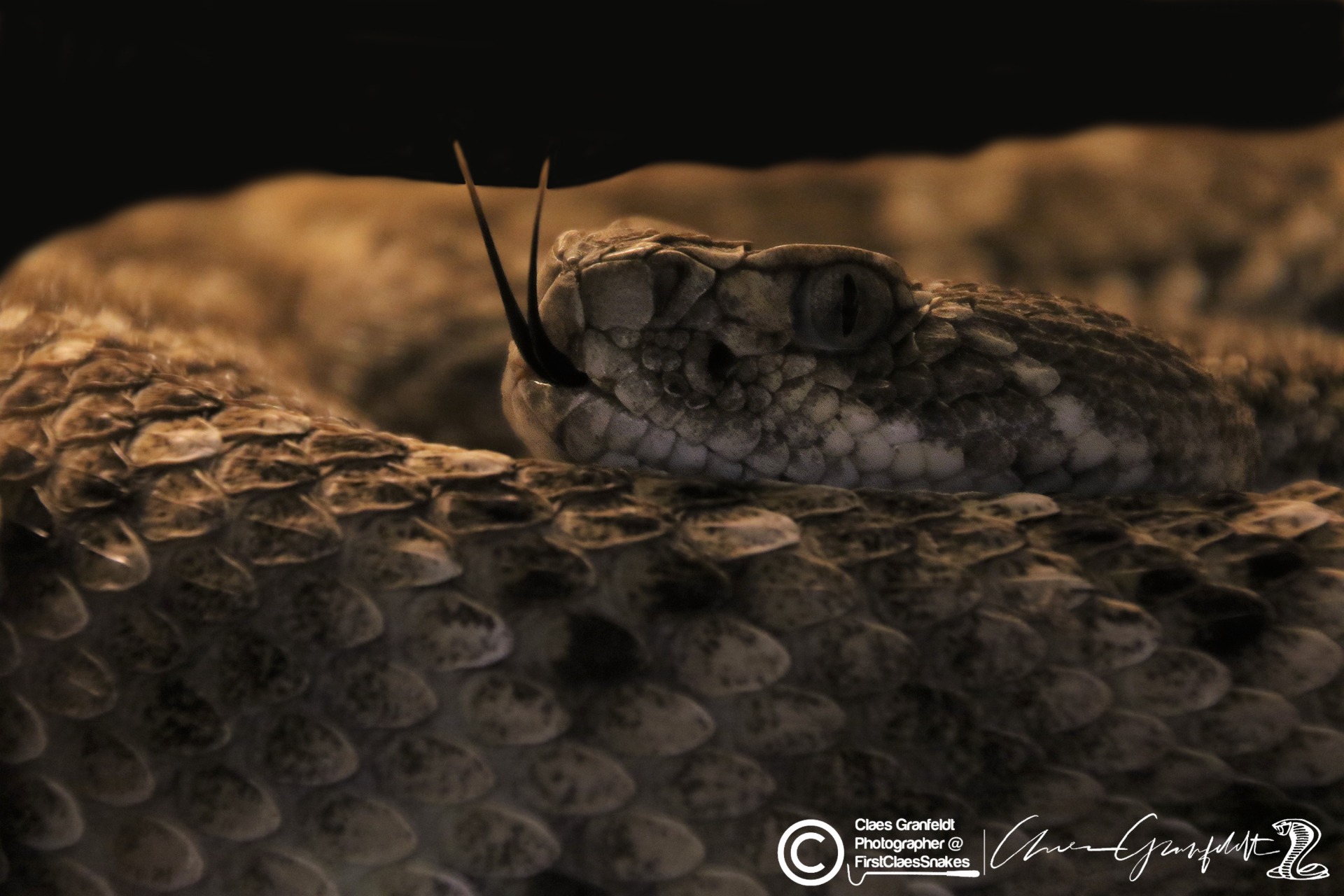 Other Snakes :: FirstClaesSnakes