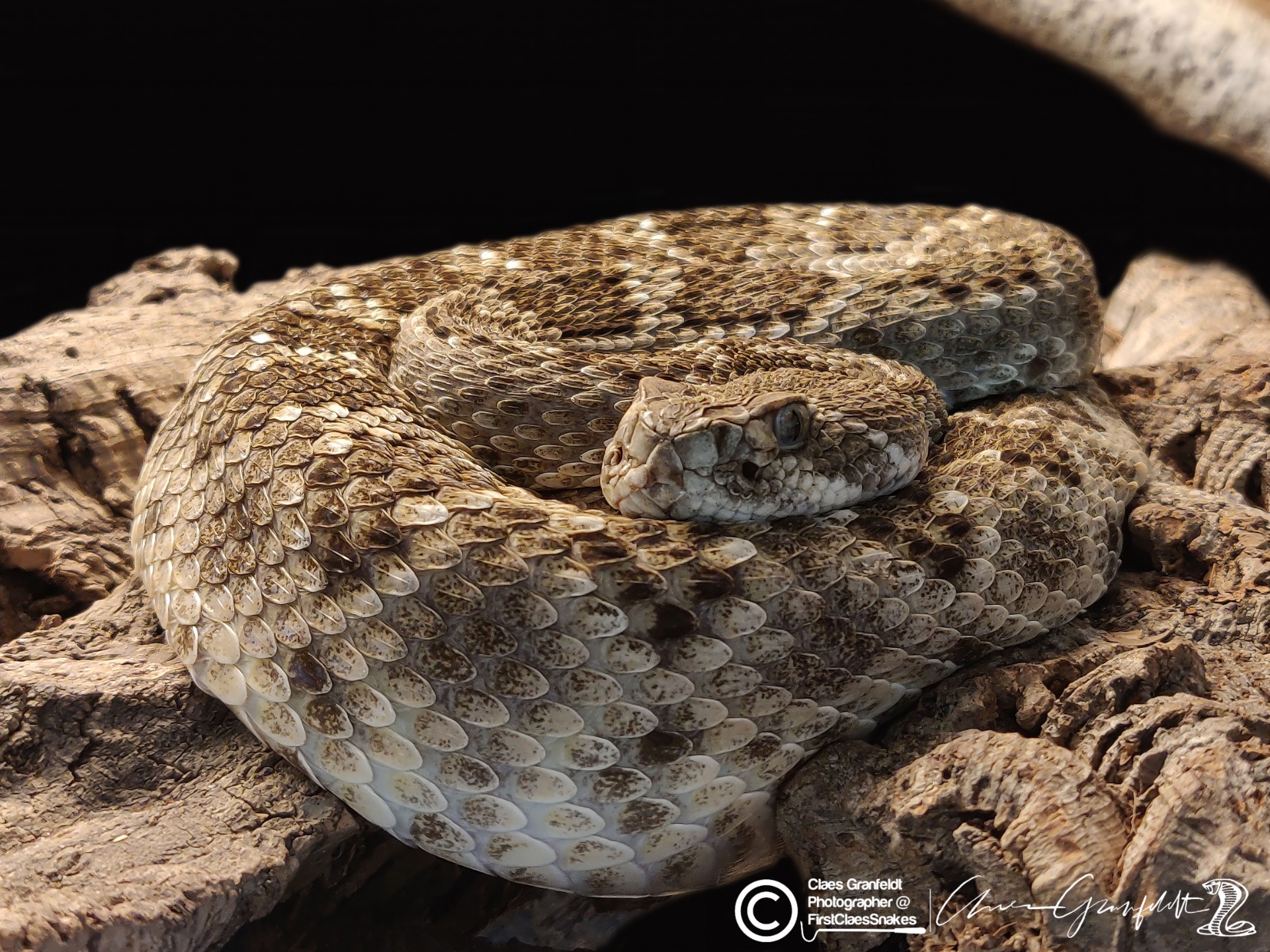 Other Snakes :: FirstClaesSnakes