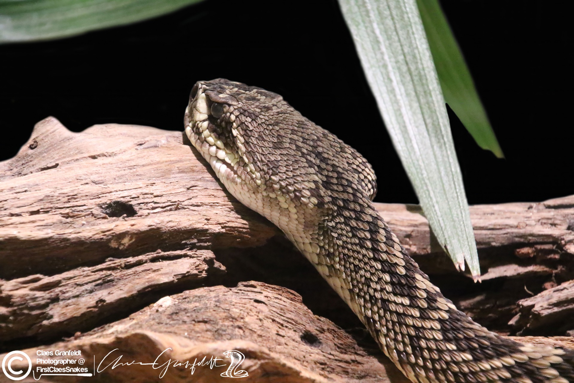 Other Snakes :: FirstClaesSnakes