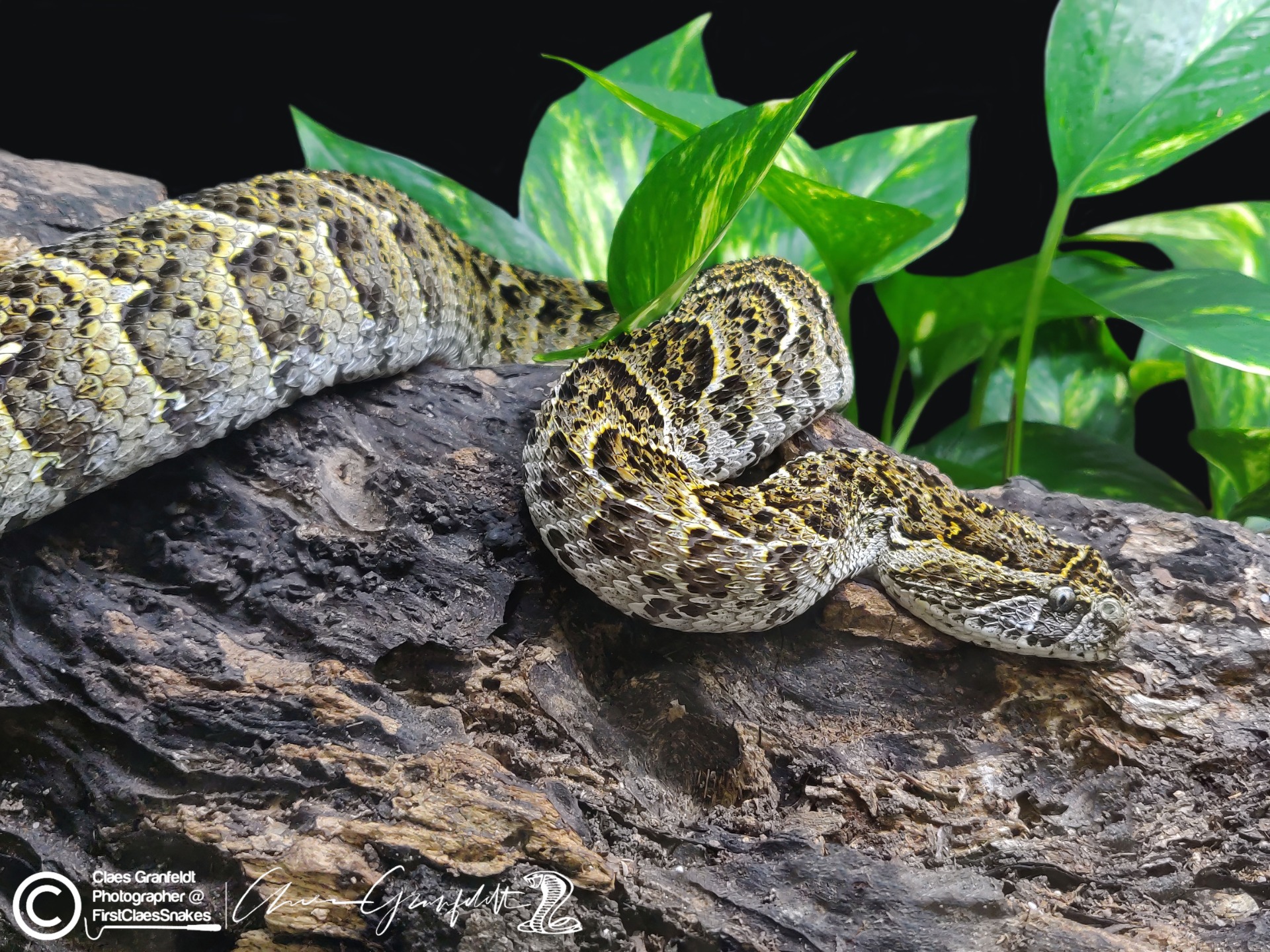 Other Snakes :: FirstClaesSnakes