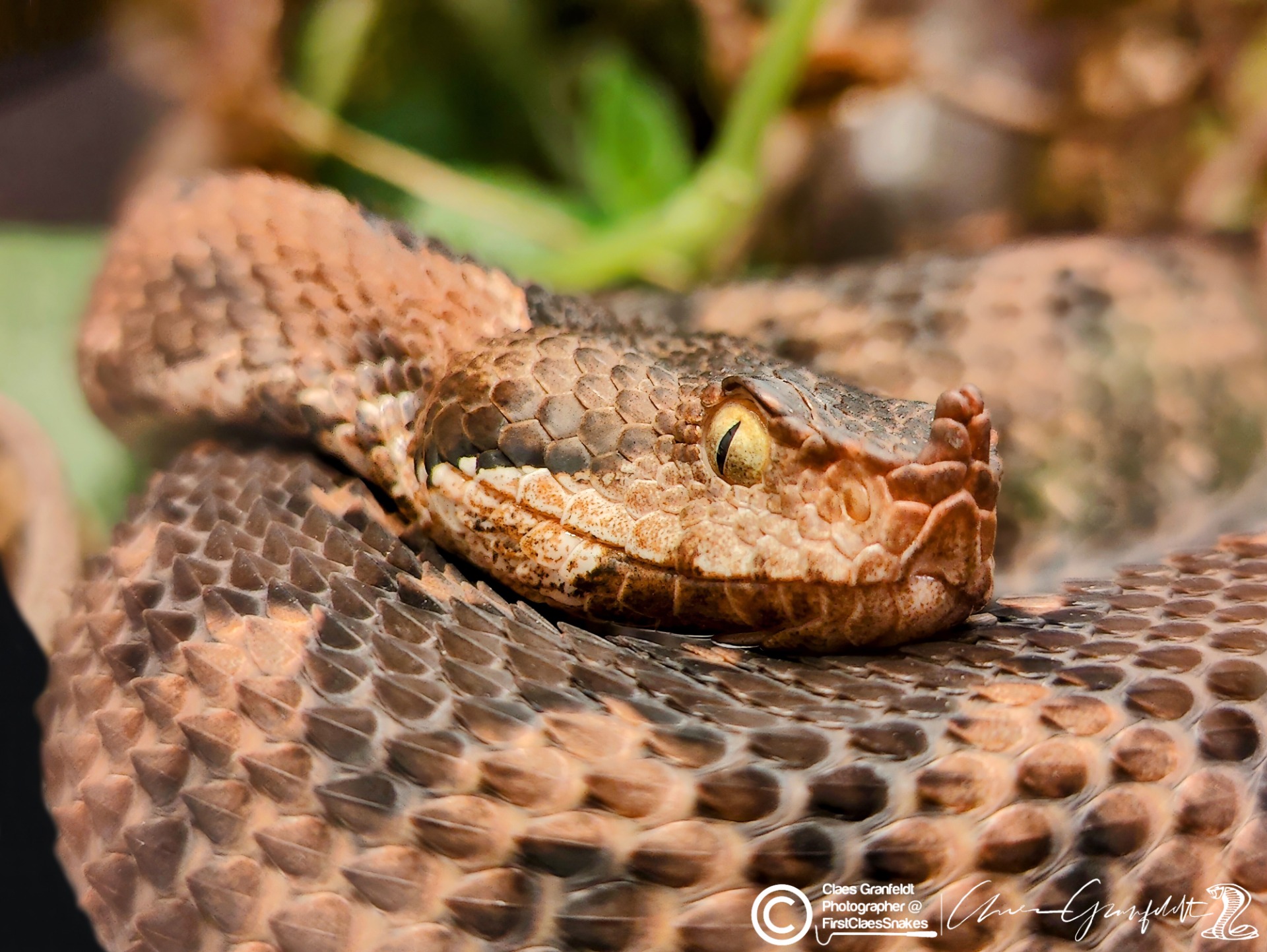 Other Snakes :: FirstClaesSnakes