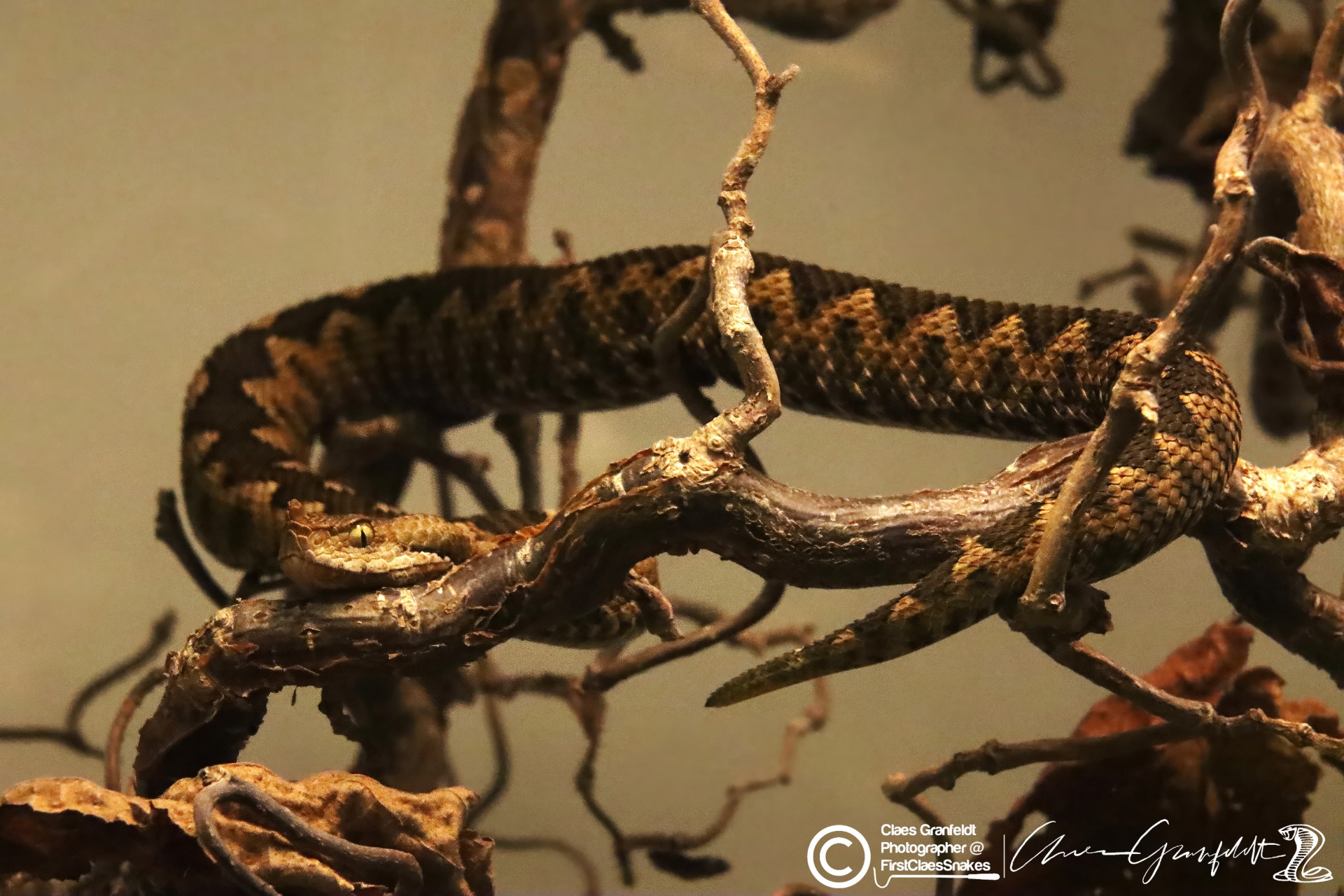 Other Snakes :: FirstClaesSnakes