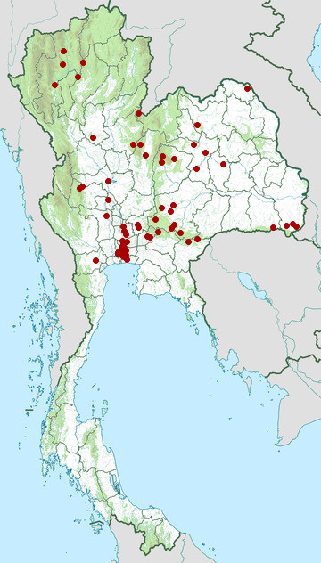Large-eyed Pit Viper :: FirstClaesSnakes
