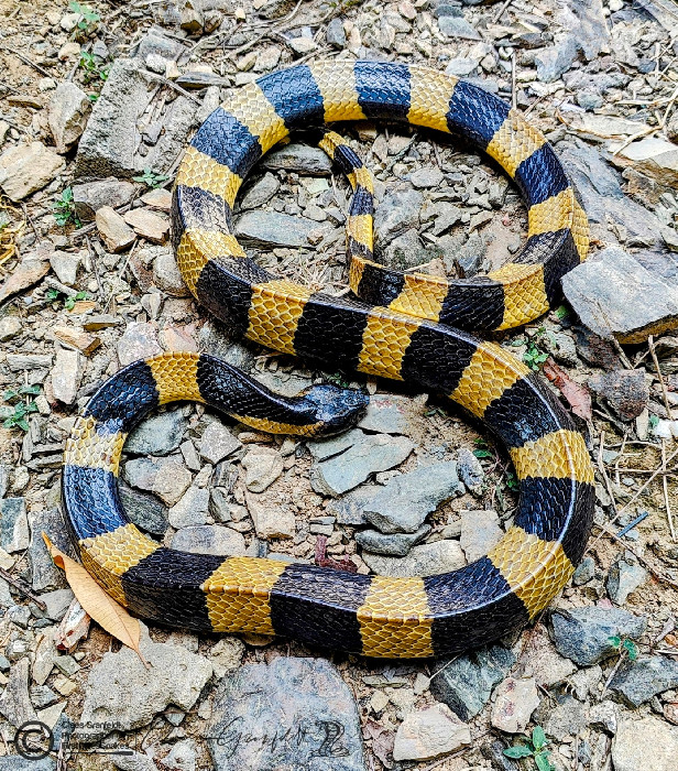 Banded Krait :: FirstClaesSnakes